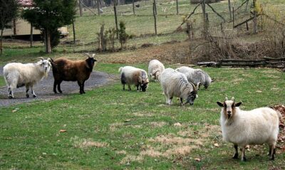 Pygora Goat - Breed Profile - Goat Journal